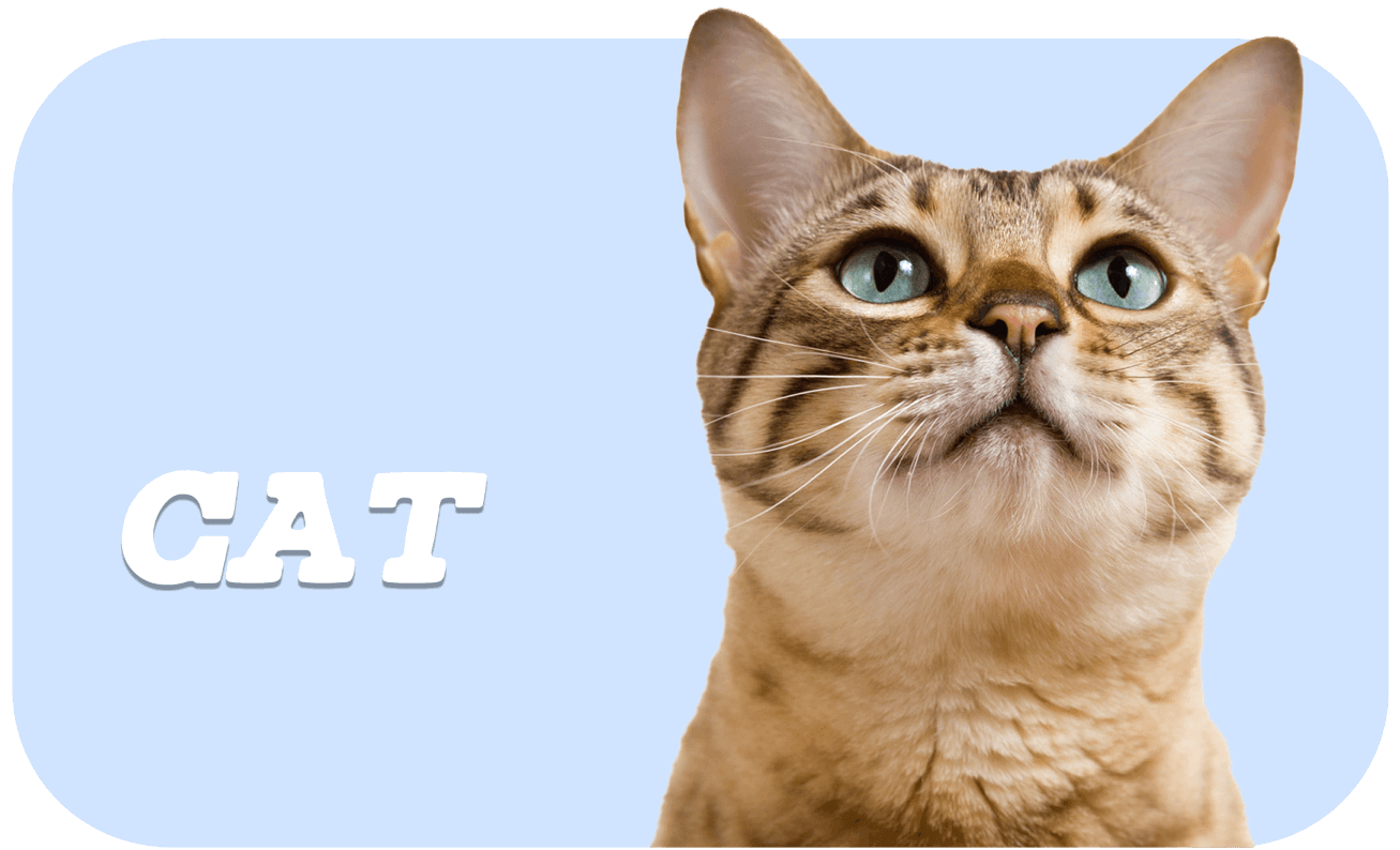 Petlocker – Premium Pet Products at Affordable Prices
