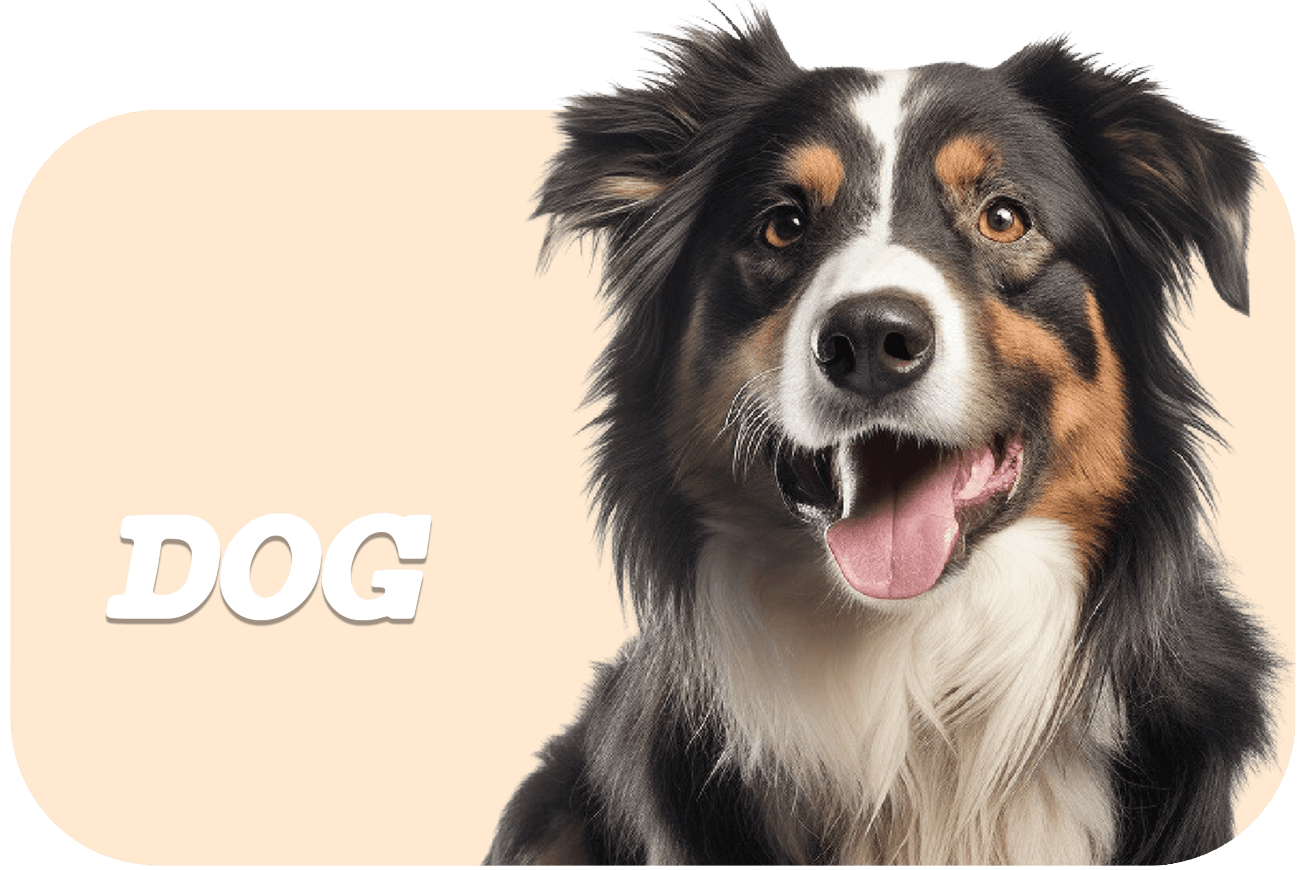 Petlocker – Premium Pet Products at Affordable Prices