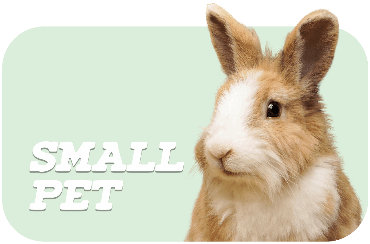 Petlocker – Premium Pet Products at Affordable Prices